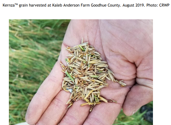 Perennial grain crop – KernzaTM – connects local farmers and brewers in ...